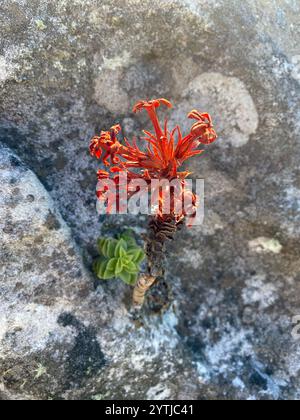 Rochea (Crassula coccinea Stock Photo - Alamy