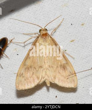 American Lotus Borer Moth (Ostrinia penitalis Stock Photo - Alamy