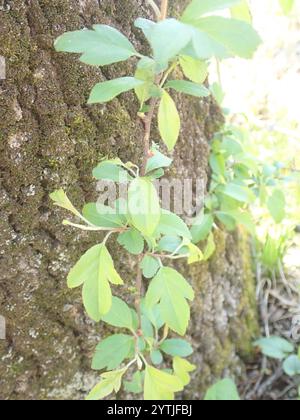 southern crabapple (Malus angustifolia Stock Photo - Alamy