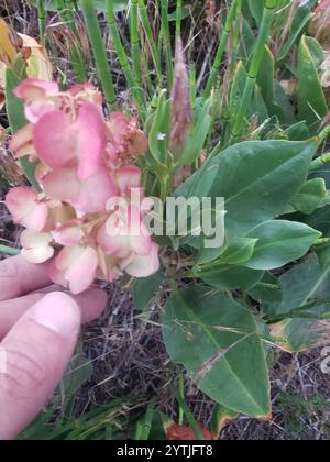 winged dock (Rumex venosus Stock Photo - Alamy