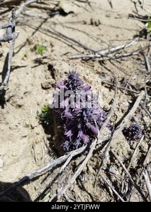 Chaparral Broomrape (Aphyllon tuberosum Stock Photo - Alamy