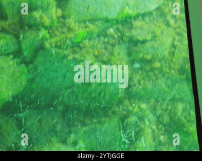 Chlorophycean green algae (Chlorophyceae Stock Photo - Alamy