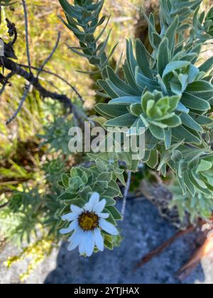 Swamp Daisy (Osmitopsis asteriscoides Stock Photo - Alamy