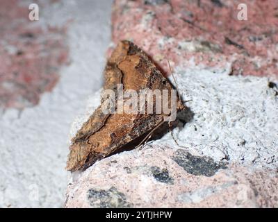 Colorful Zale Moth (Zale minerea Stock Photo - Alamy