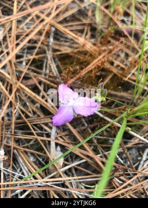 Grassleaf Roseling (Callisia graminea Stock Photo - Alamy