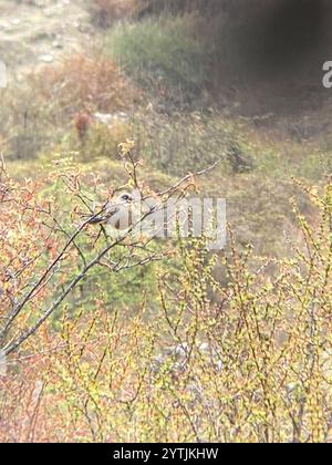 Variegated Laughingthrush (Trochalopteron variegatum Stock Photo - Alamy
