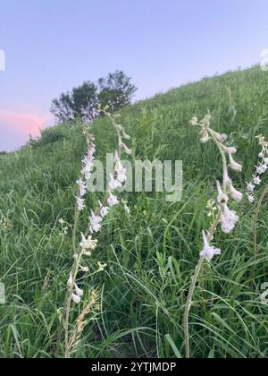 Wild Blue Larkspur (Delphinium carolinianum Stock Photo - Alamy