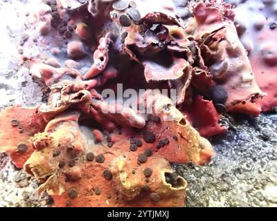 Red Toadskin Lichen (Lasallia rubiginosa Stock Photo - Alamy