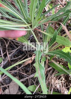 Southern Beeblossom (Oenothera simulans Stock Photo - Alamy