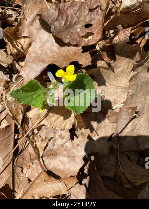 Downy Yellow Violet, Viola pubescens Stock Photo - Alamy