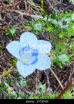 Giant Bell (Roella ciliata Stock Photo - Alamy