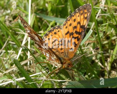 American Silver-bordered Fritillary (Boloria myrina Stock Photo - Alamy