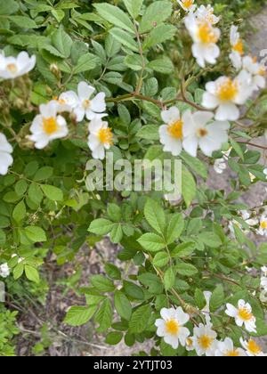Virginian Rose (Rosa virginiana Stock Photo - Alamy