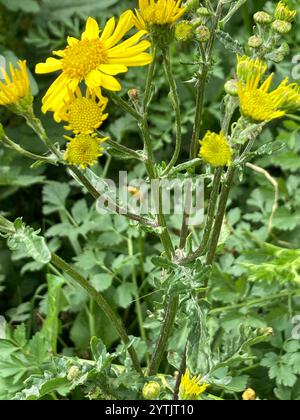 Marsh Ragwort (Jacobaea aquatica Stock Photo - Alamy