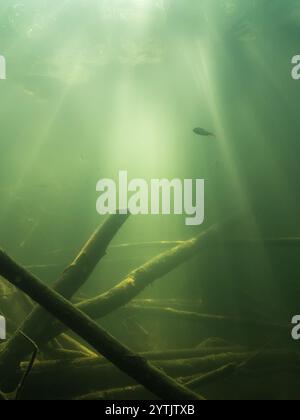 Underwater sunrays and sunken trees Stock Photo - Alamy