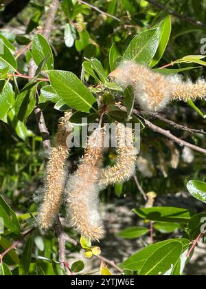 red willow (Salix laevigata Stock Photo - Alamy