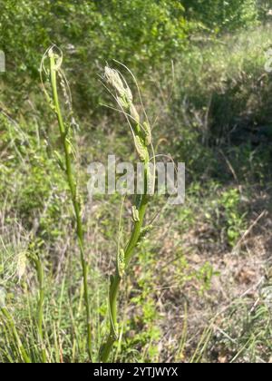 Devil's Shoestring (Nolina lindheimeriana Stock Photo - Alamy