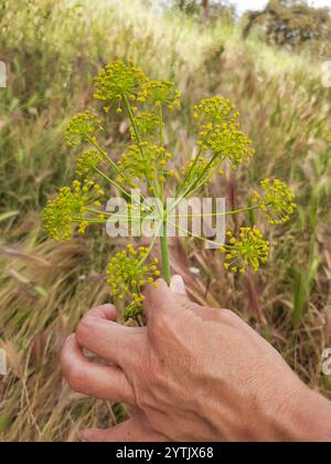 villous deadly carrot (Thapsia villosa) Plantae Stock Photo - Alamy