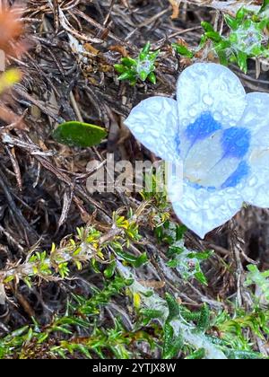 Giant Bell (Roella ciliata Stock Photo - Alamy