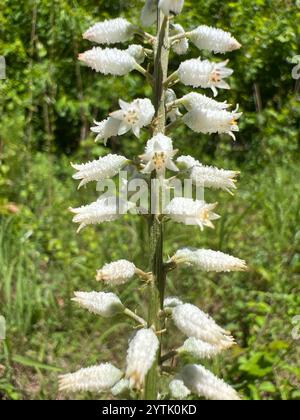 White-tubed Colicroot (Aletris farinosa Stock Photo - Alamy