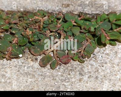 limestone sandmat (Euphorbia blodgettii Stock Photo - Alamy