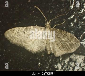 Satyr Pug Moth (Eupithecia satyrata Stock Photo - Alamy
