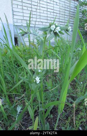 two-rowed stickseed (Lappula squarrosa Stock Photo - Alamy