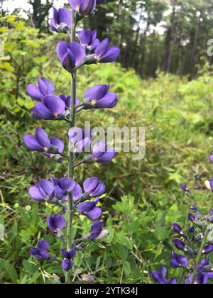 eastern prairie blue wild indigo (Baptisia australis aberrans Stock ...
