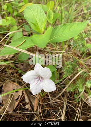 Pursh's ruellia (Ruellia purshiana Stock Photo - Alamy