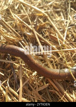 Common Slug-eater (Duberria lutrix Stock Photo - Alamy