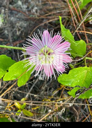 fringed passionflower (Passiflora ciliata Stock Photo - Alamy
