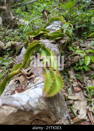 dog-tail cactus (Deamia testudo Stock Photo - Alamy