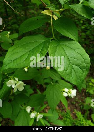 Scentless Mock Orange (Philadelphus inodorus Stock Photo - Alamy