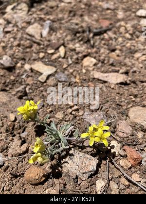 Mountain Bladderpod (Physaria montana Stock Photo - Alamy