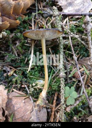 Sprucecone cap (Strobilurus esculentus Stock Photo - Alamy