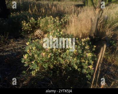 Harlequin Lupine (Lupinus stiversii Stock Photo - Alamy