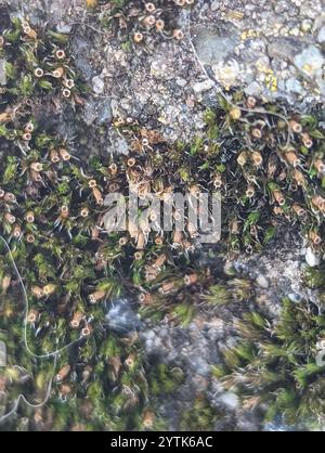 Papillose Bloom Moss (Schistidium papillosum Stock Photo - Alamy