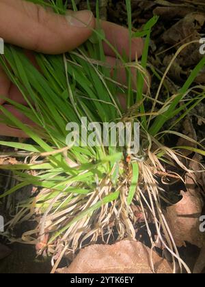 Shiny Wedgegrass (Sphenopholis nitida Stock Photo - Alamy