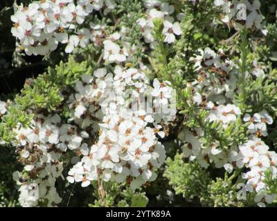 Cape Snow Bush (Eriocephalus africanus Stock Photo - Alamy