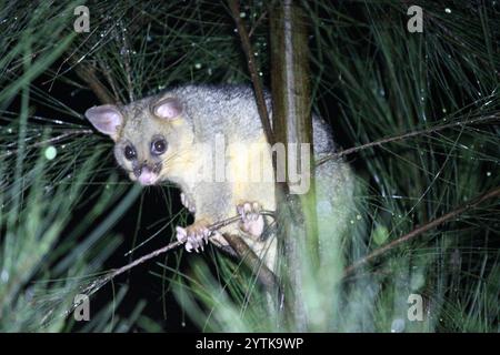Eastern Brush-tailed Possum (Trichosurus vulpecula vulpecula), Mammalia ...