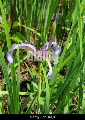 Slender Blue Flag (Iris prismatica Stock Photo - Alamy