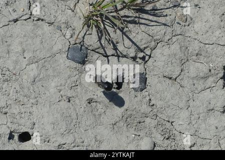 Digger Bees (Anthophorini Stock Photo - Alamy