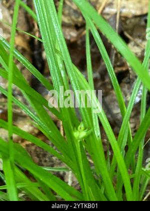 Timid Sedge (Carex timida Stock Photo - Alamy