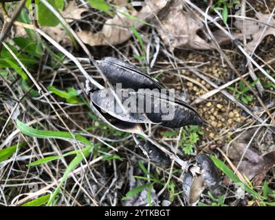 eastern prairie blue wild indigo (Baptisia australis aberrans Stock ...