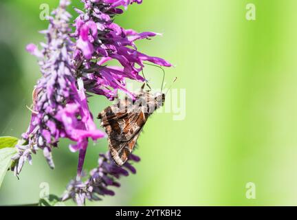 Colourful skipper, a Chestnut-marked Therra (Thespeius macareus ...