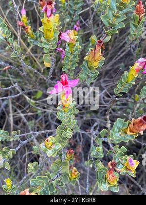 Salter (Saltera sarcocolla Stock Photo - Alamy