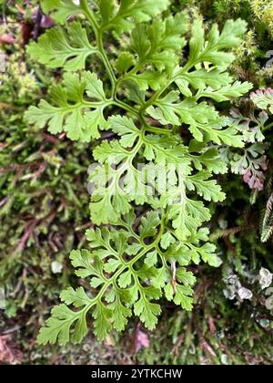 American parsley fern (Cryptogramma acrostichoides Stock Photo - Alamy