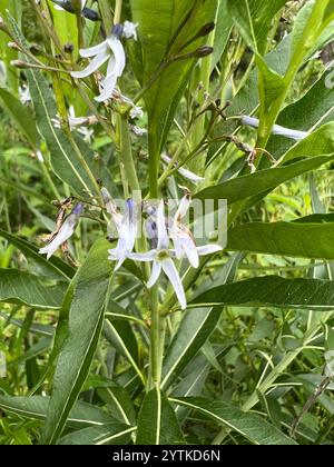 Ozark Bluestar (Amsonia illustris Stock Photo - Alamy