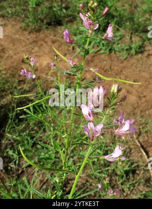 Hairy Spindlepod (Cleome hirta Stock Photo - Alamy
