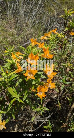 southern bush monkeyflower (Diplacus longiflorus Stock Photo - Alamy
